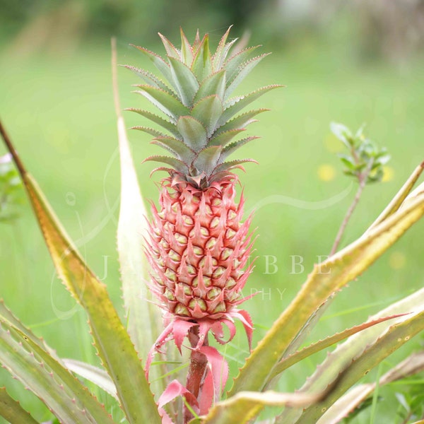 Pink Pineapple - Etsy