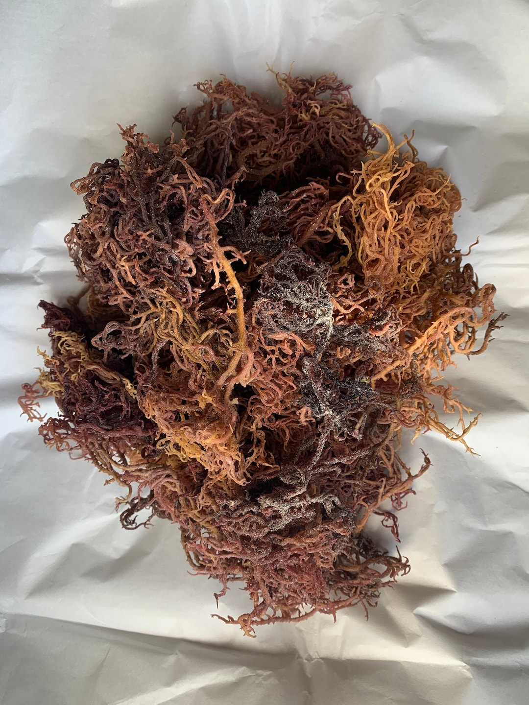 Raw "irish" Sea Moss-full Spectrum- Organic, Wild Crafted, 4oz Eco ...