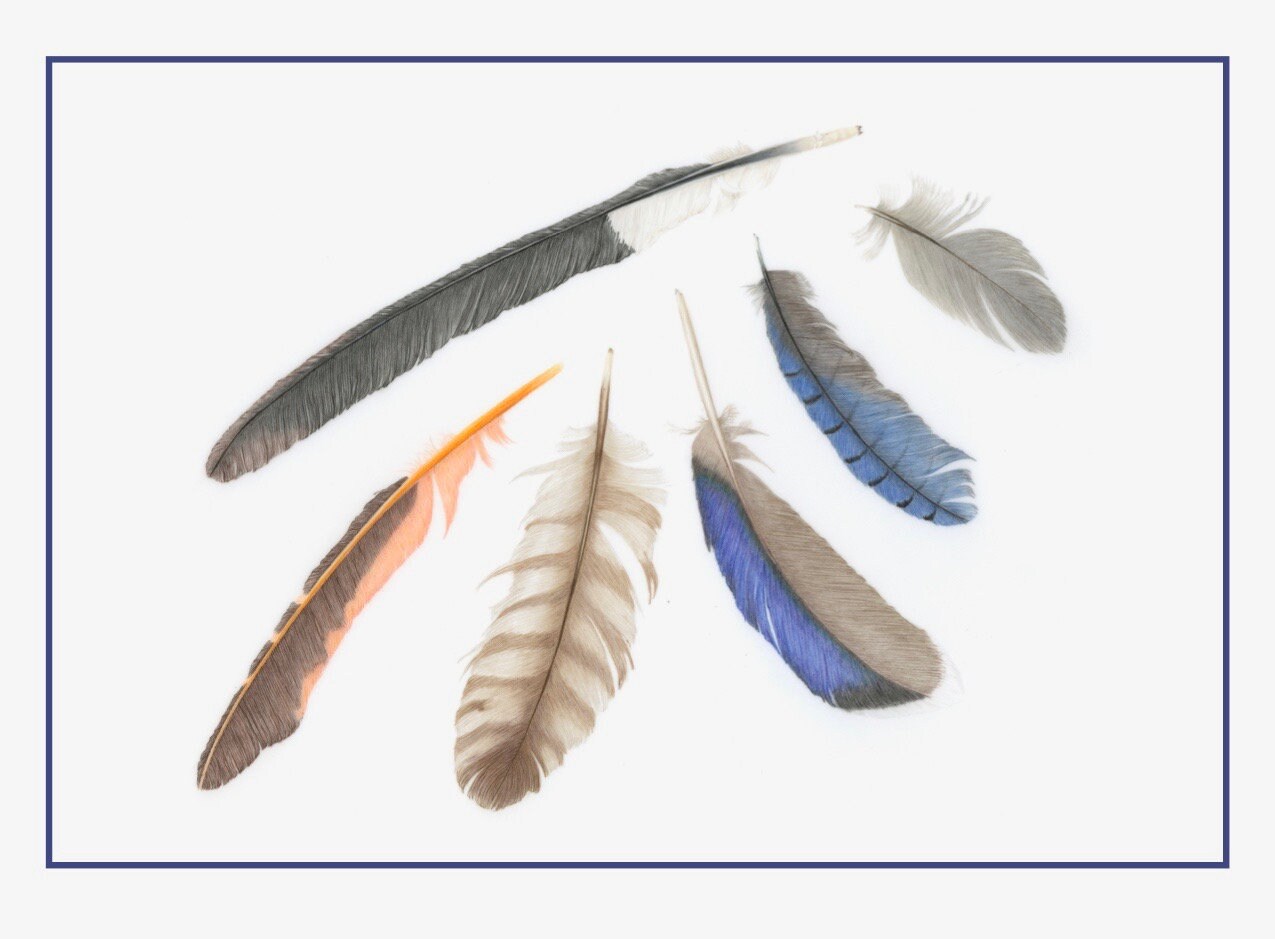 Feathers Set of 4 Cards - Etsy España