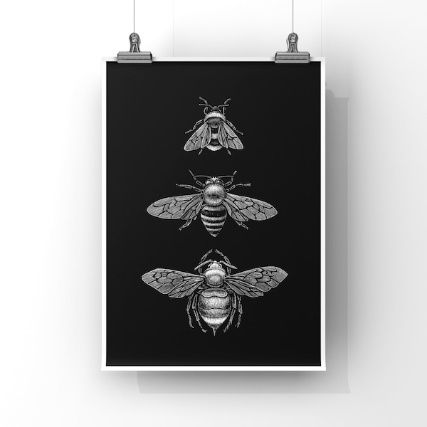 Scientific Bee Print - Etsy