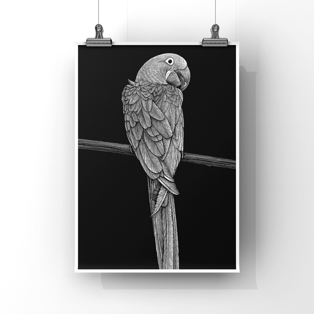 MACAW PRINT - 8x10 Art Print - Bird Print - Wildlife Art - Black and ...