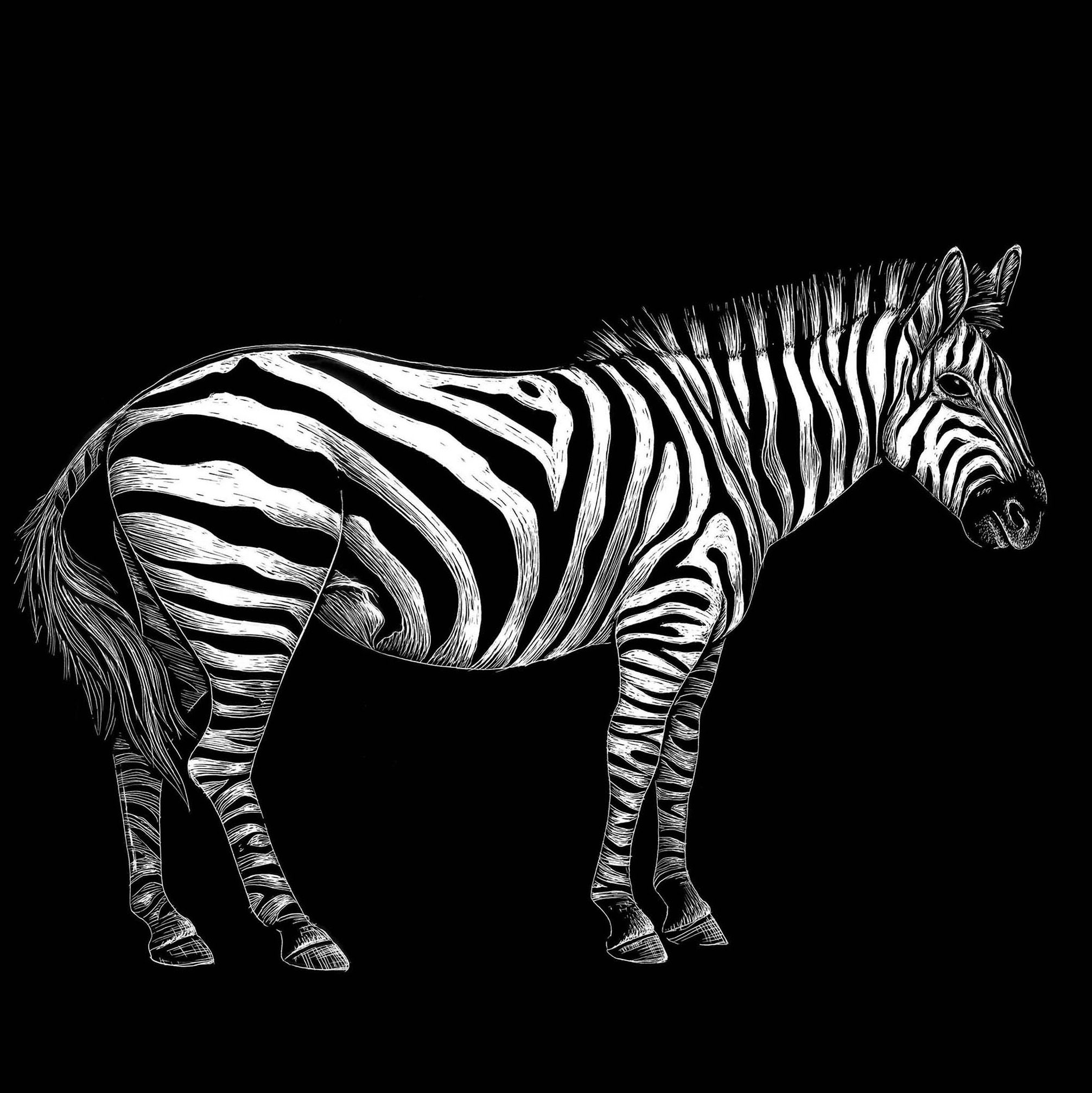 ZEBRA Print standing 8x10 Art Print Zebra Print Black - Etsy