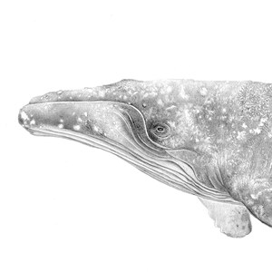 Humpback Whale Art Print – Black and White Ocean Wall Decor - Etsy