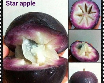 Purple fruit | Etsy
