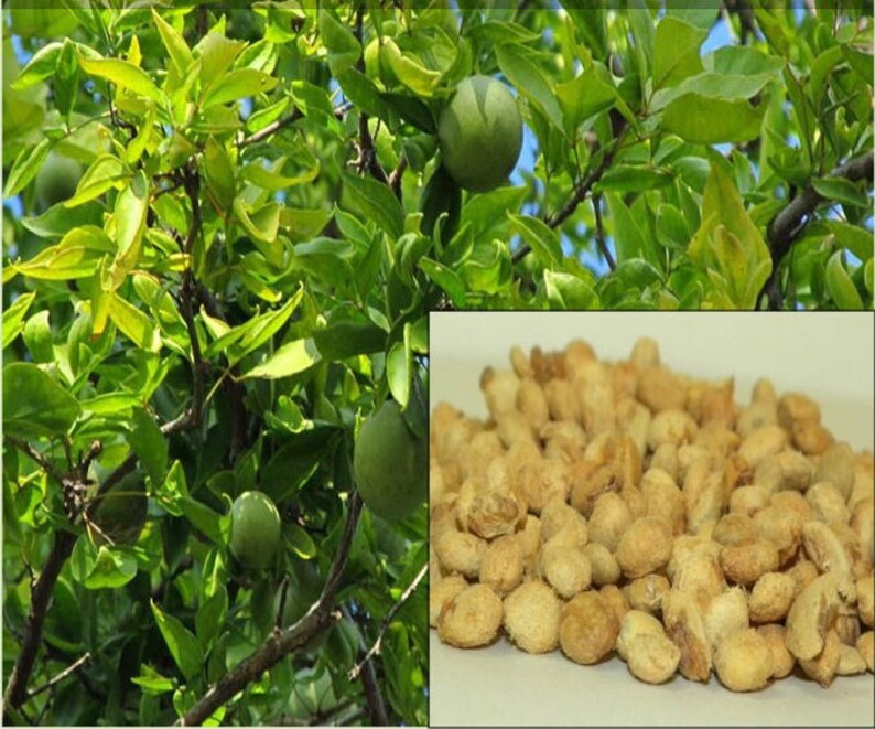 Fresh Organic Bael Seeds/Aegle marmelos/Bilva/Bengal | Etsy