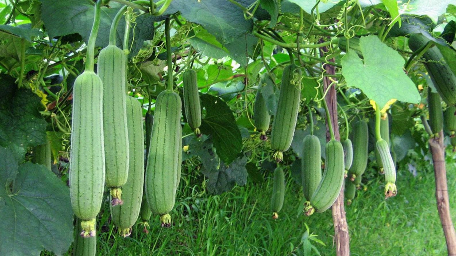 Fresh Loofah Luffa Seeds Sponge/Angled/Snake Gourd Luffa | Etsy