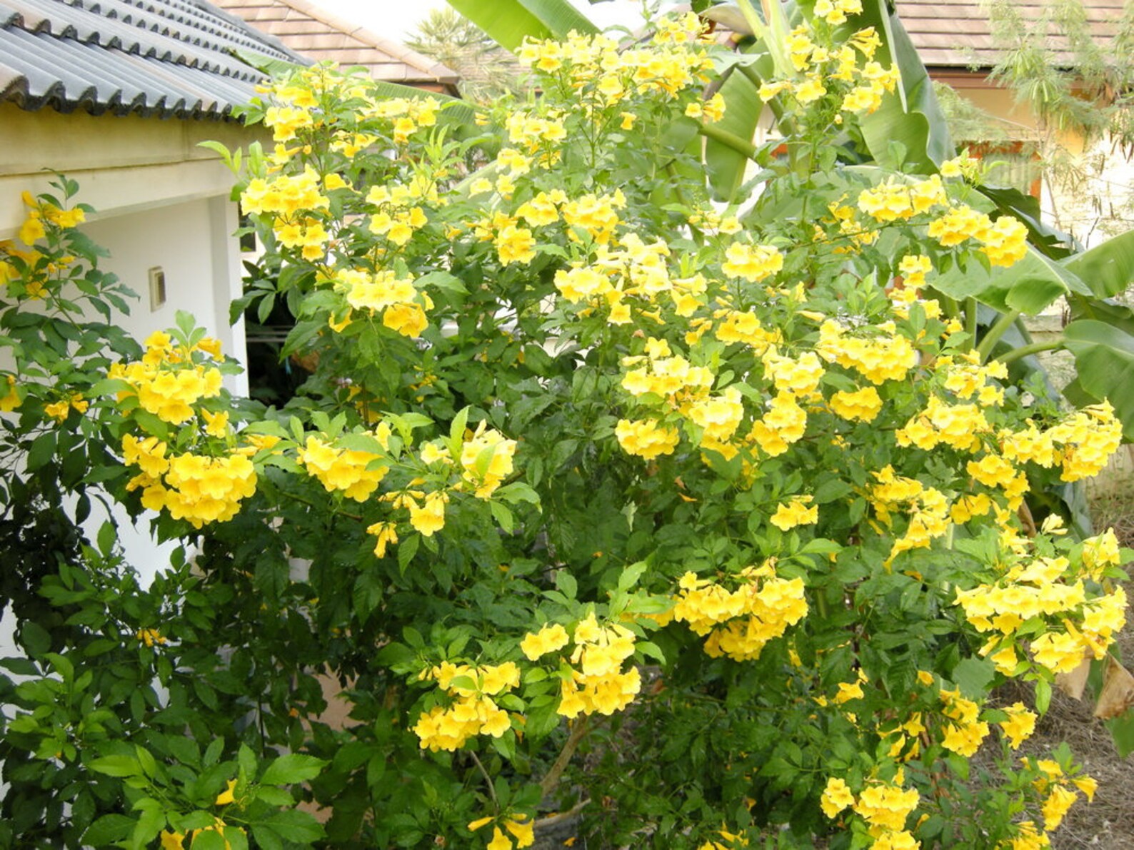 Heirloom Yellow Elder Seeds Showy Bright Yellow Cluters | Etsy