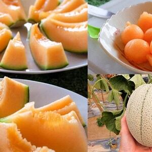 Heirloom Melon Seeds Sweet Fresh Organic Easy to Grow 10 | Etsy