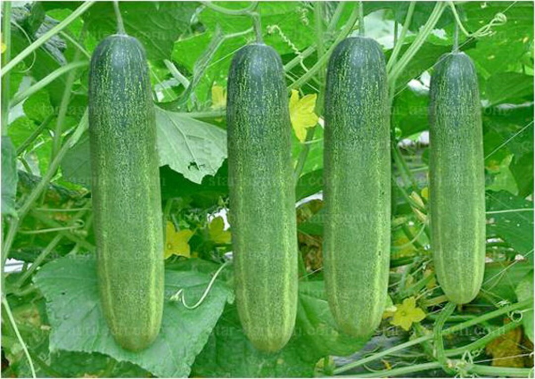 Heirloom Thai Cucumber Cucumis Sativus Tropical Vegtable - Etsy Australia