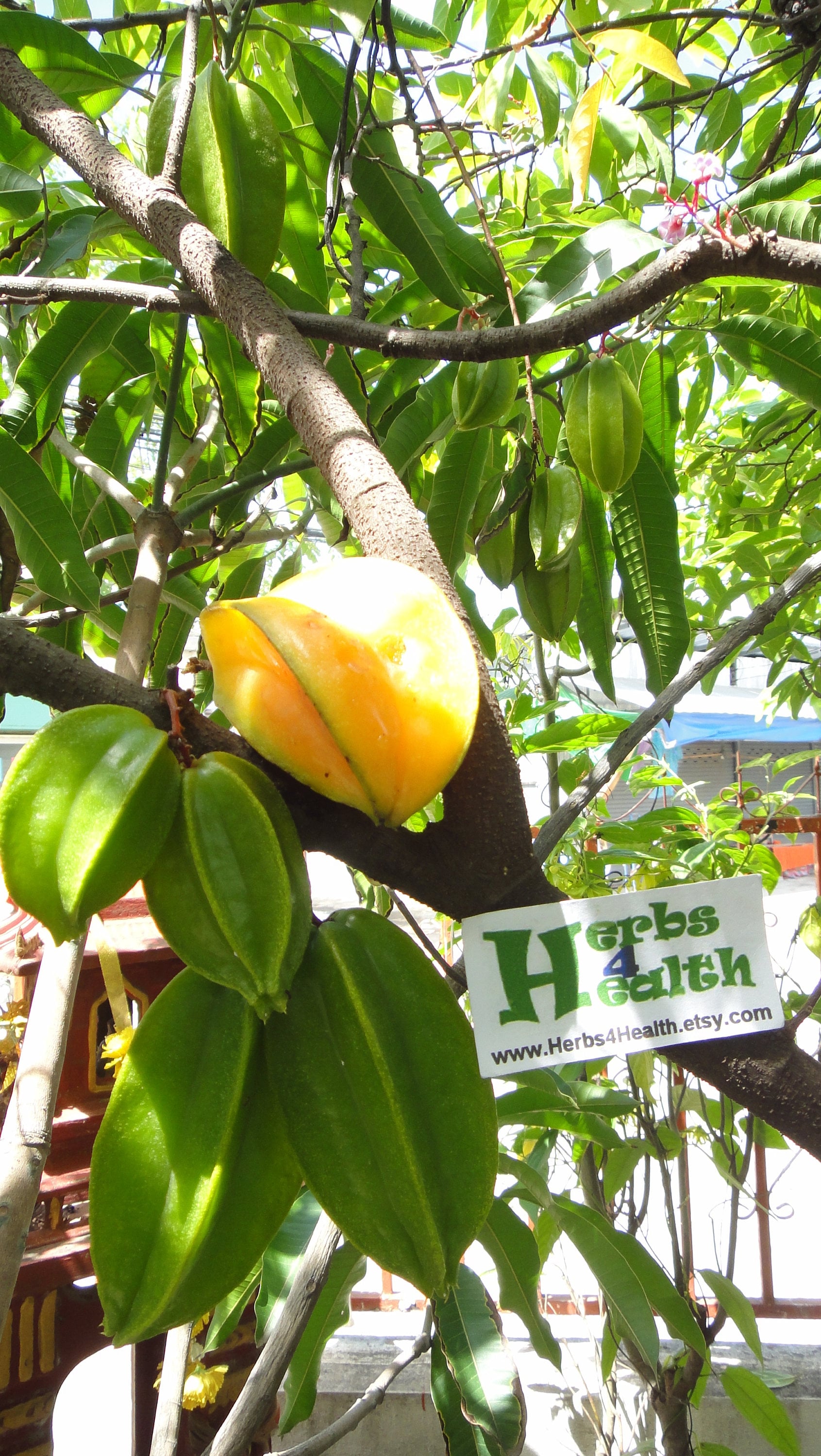 10-100 Heirloom Exotic Star Fruit Seeds/Averrhoa carambola | Etsy