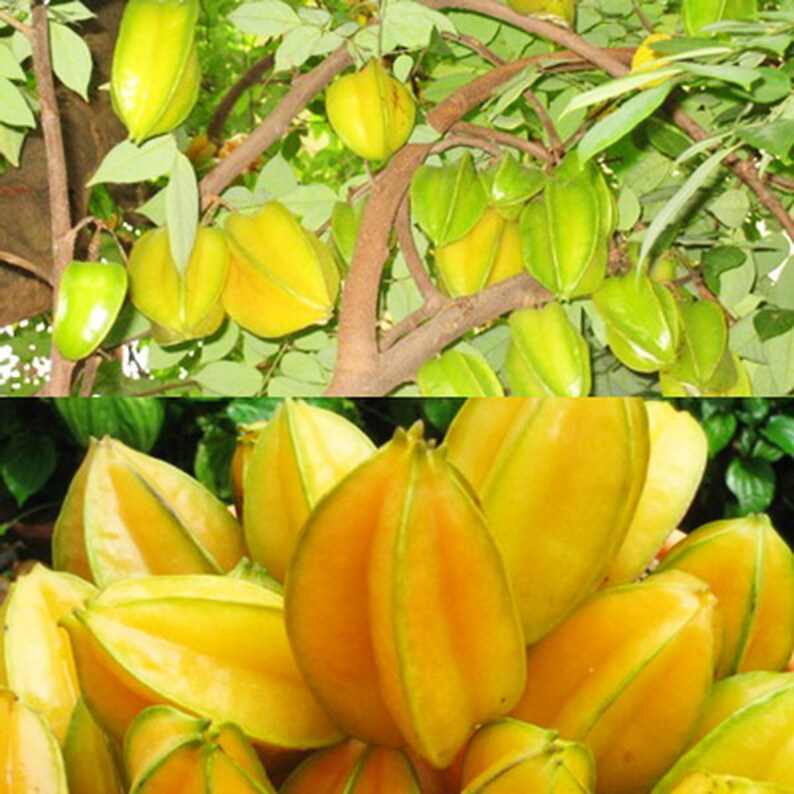 10-100 Heirloom Exotic Star Fruit Seeds/Averrhoa carambola | Etsy