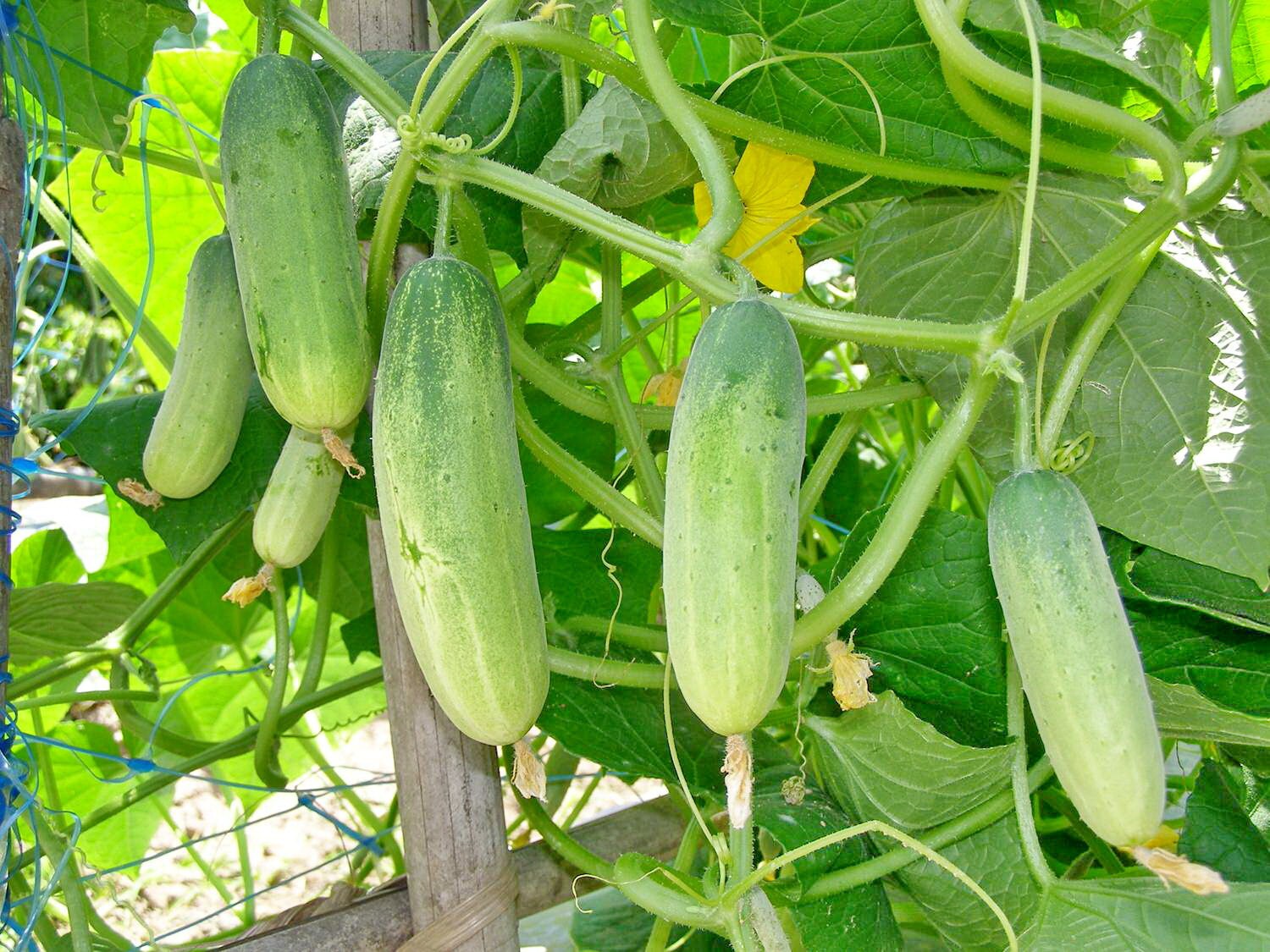 Heirloom Thai Cucumber Cucumis Sativus Tropical Vegtable - Etsy Australia