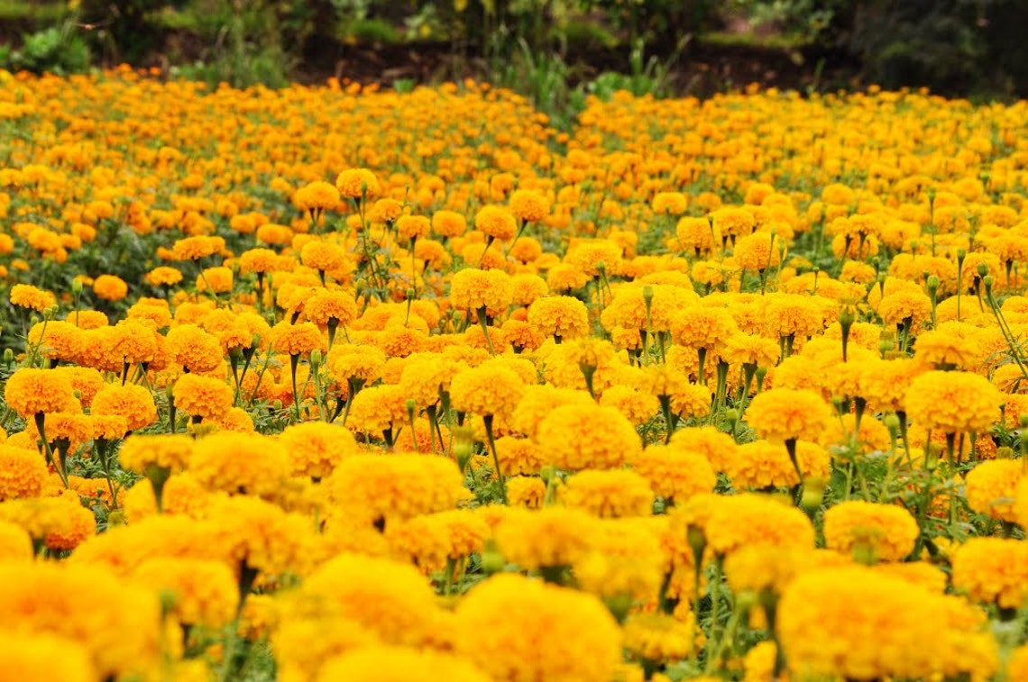 Marigold Seeds Tagetes erecta Fresh Organic Heirloom Seeds | Etsy