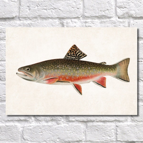 Trout Print - Etsy