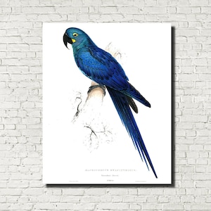 Hyacinth Macaw Print Birds Poster Wildlife Art Parrot Illustration ...