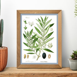Olive, Botanical Print, Vintage Plant Illustration, Kitchen Wall Art - Etsy