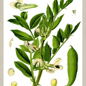 Broad Bean Illustration Botanical Print 0540 - Etsy
