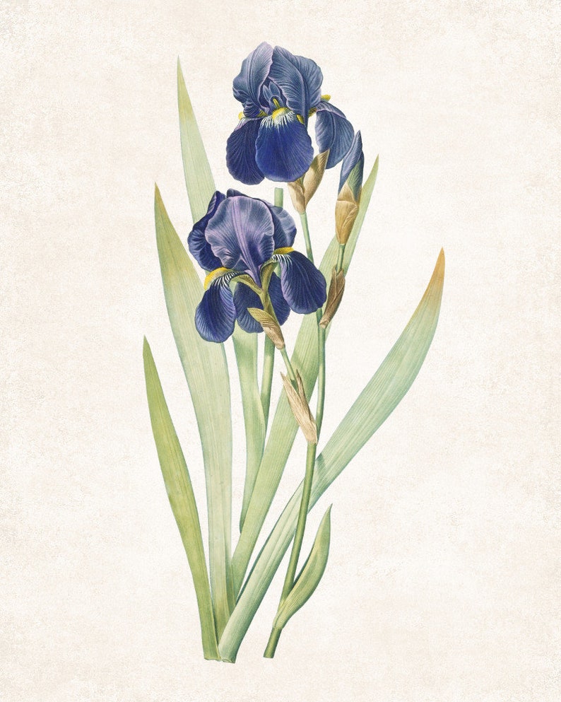 Blue Flower Prints Botanical Art Set of 6 Posters - Etsy