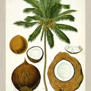 Coconut palm tree antique botanical print 1883. | Etsy