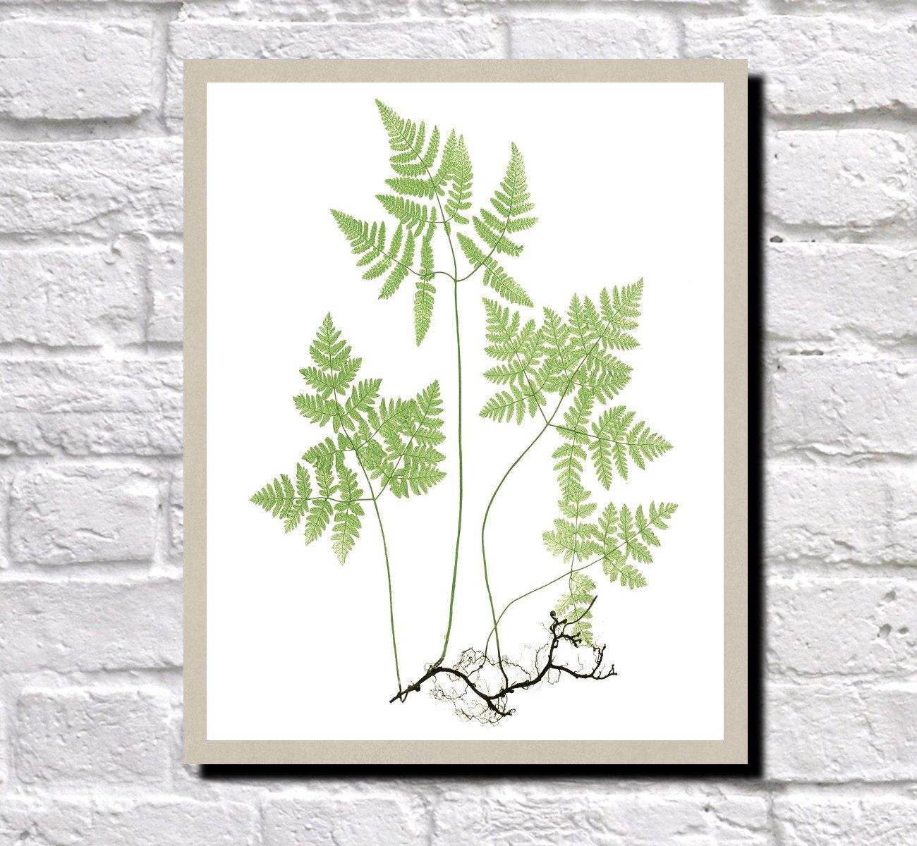 Fern Illustration Botanical Print Plant Illustration | Etsy