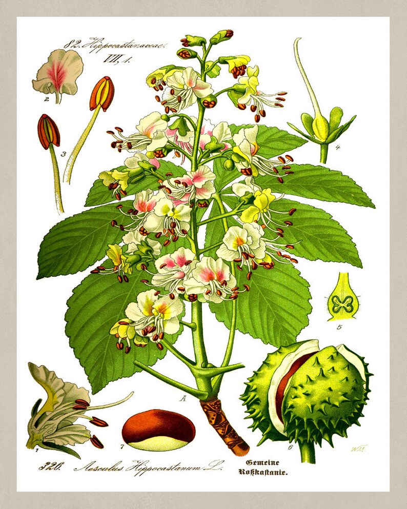 Horse Chestnut Illustration Botanical Print 0502 - Etsy