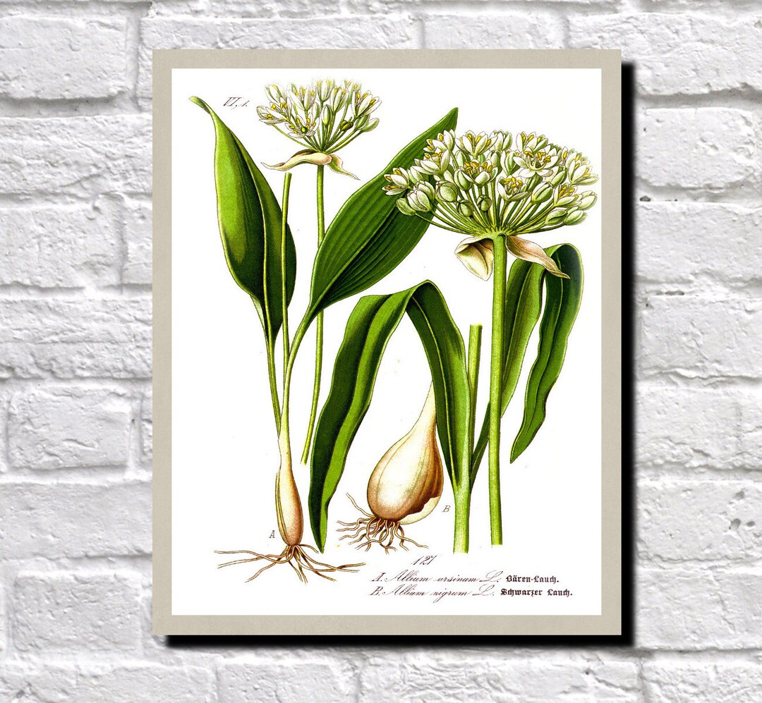 Wild Garlic, Black Garlic Illustration, Botanical Print, Kitchen Wall ...