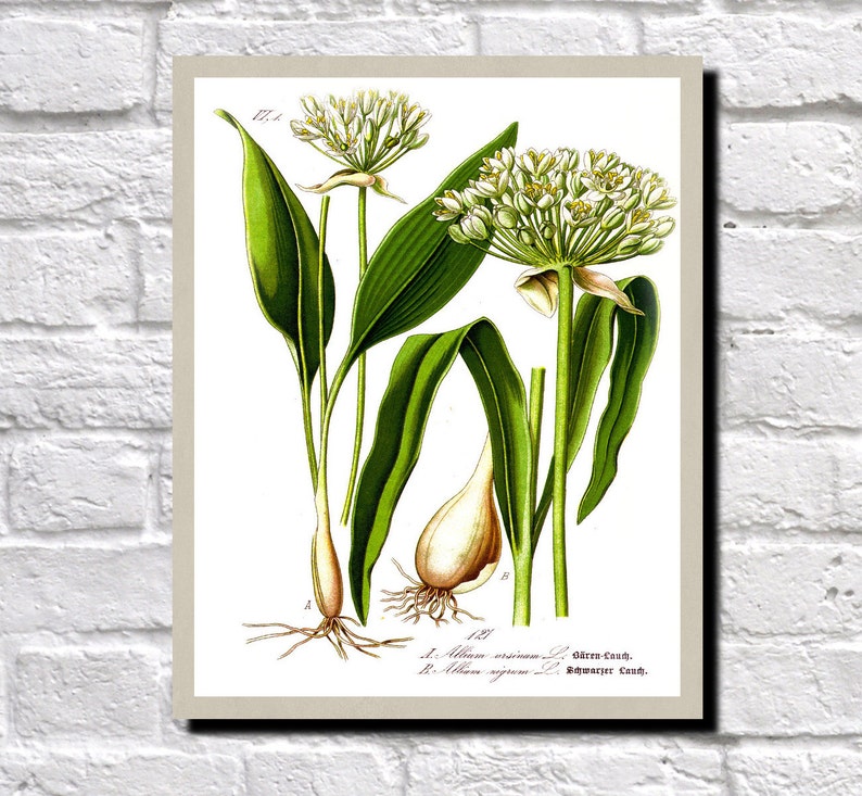 Wild Garlic, Black Garlic Illustration, Botanical Print, Kitchen Wall ...