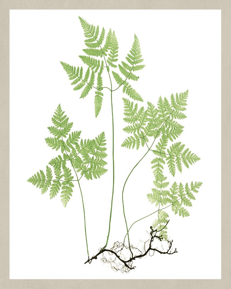 Fern Illustration Botanical Print Plant Illustration | Etsy