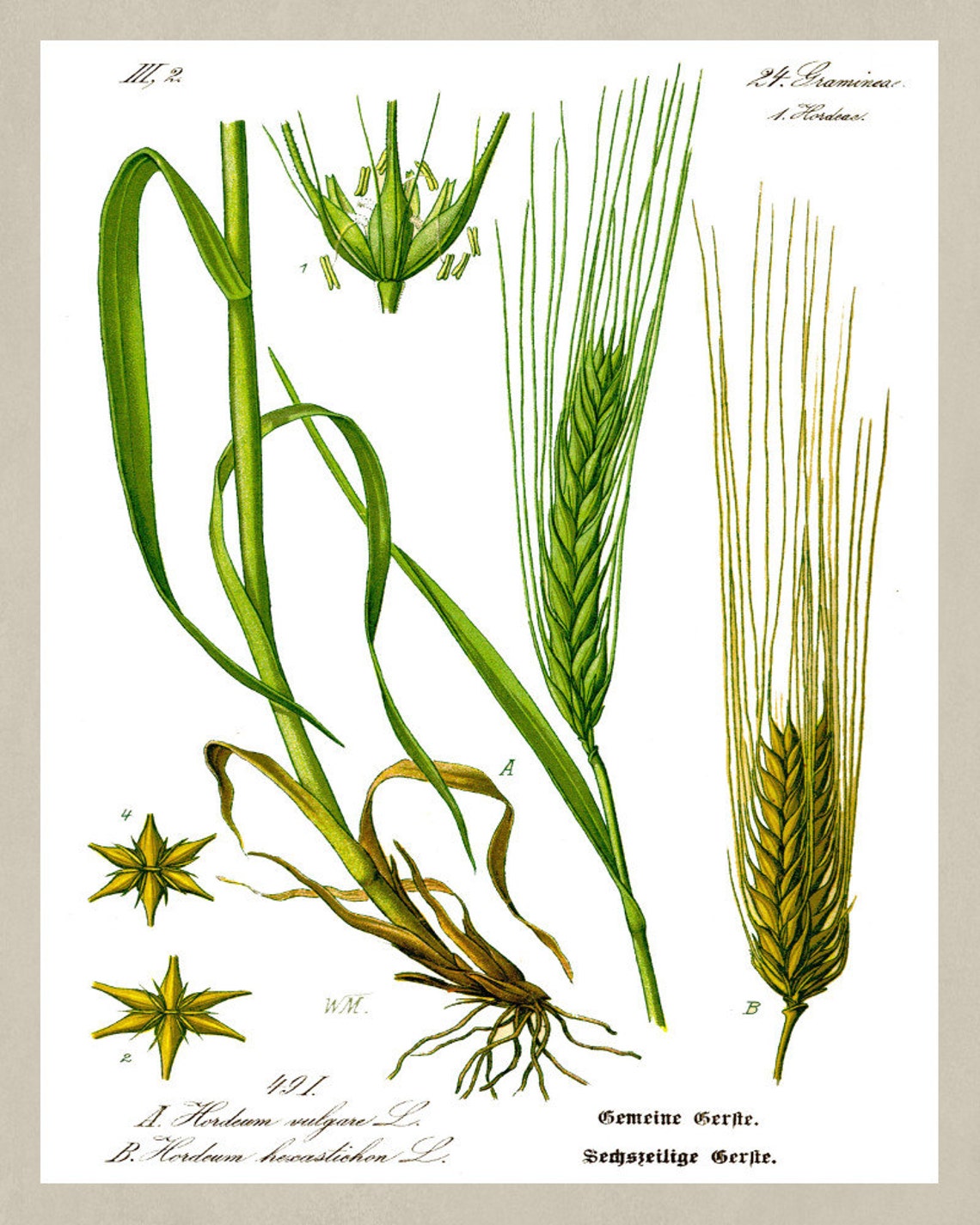 Barley Illustration, Vintage Botanical Plant Print 0518 - Etsy UK