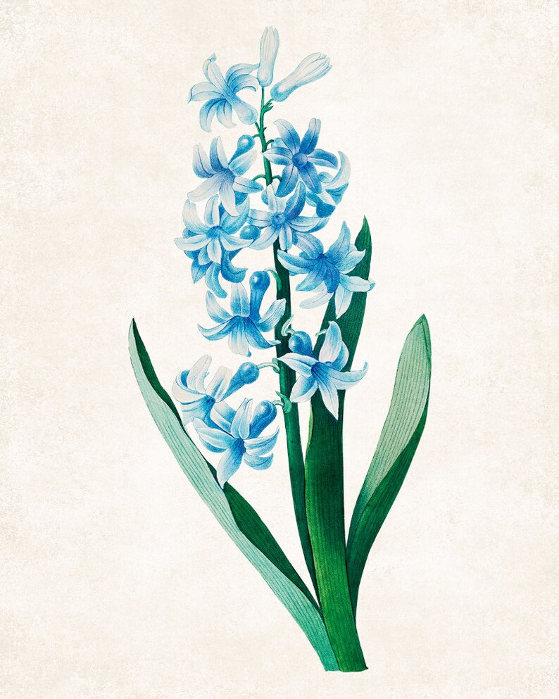 Blue Flower Prints Botanical Art Set of 6 Posters - Etsy