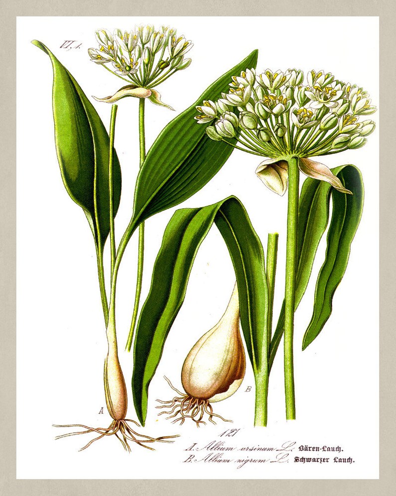 Wild Garlic, Black Garlic Illustration, Botanical Print, Kitchen Wall ...
