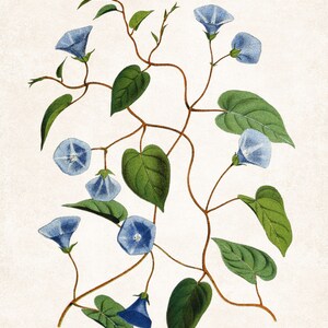 Blue Flower Prints, Botanical Art Set of 6 Posters - Etsy