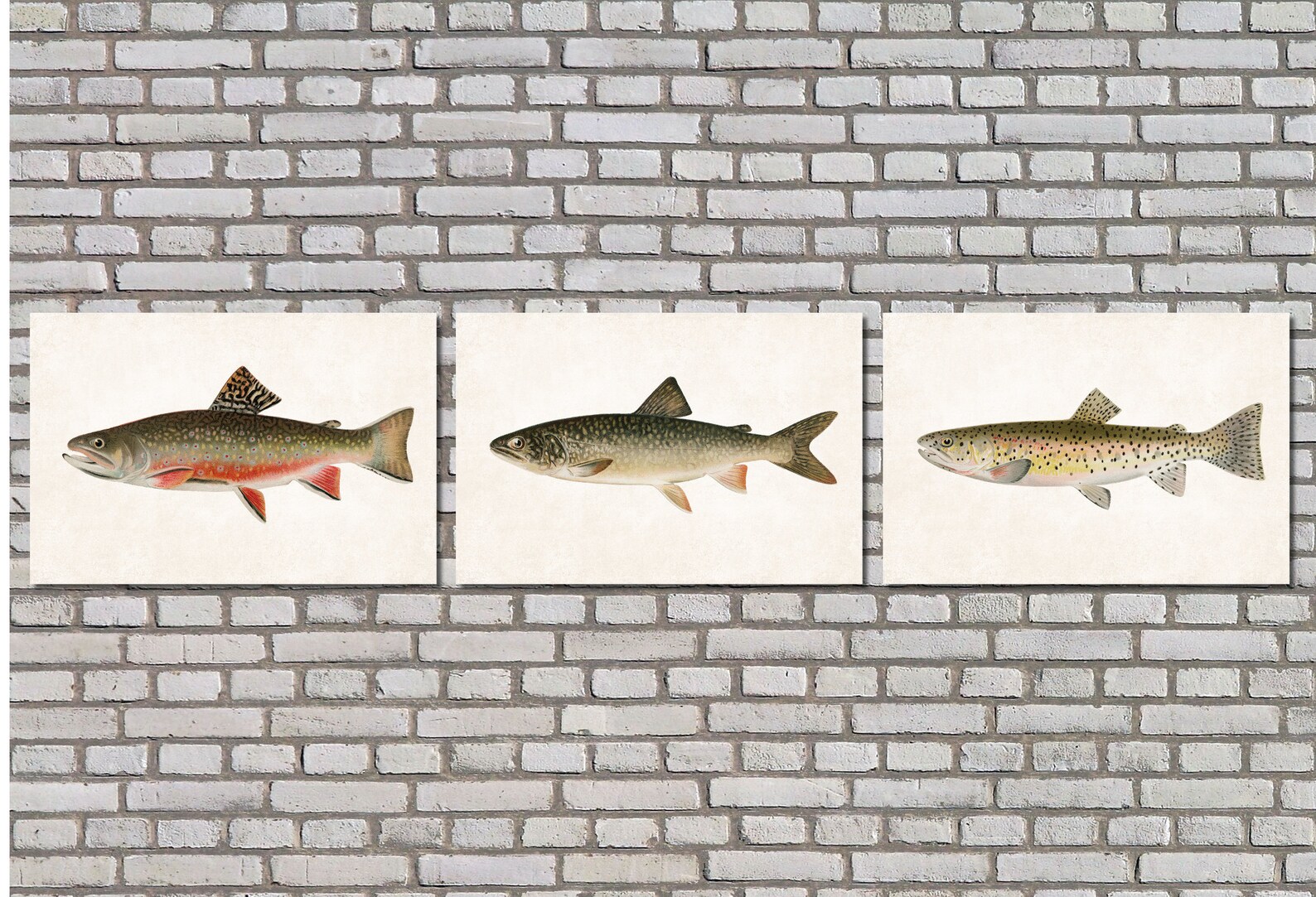 Vintage Trout Prints Set 3 Fly Fishing Posters | Etsy