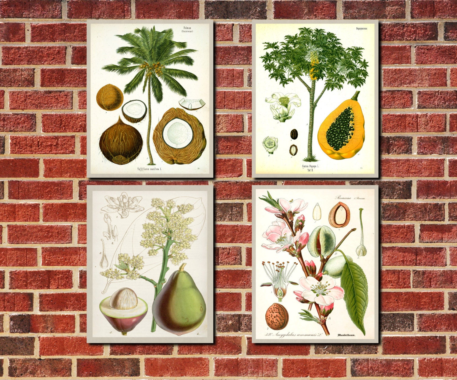 Botanical Prints Set of 4 Vintage Plant Illustrations | Etsy