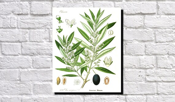 Olive Botanical Print Vintage Plant illustration Botanical | Etsy