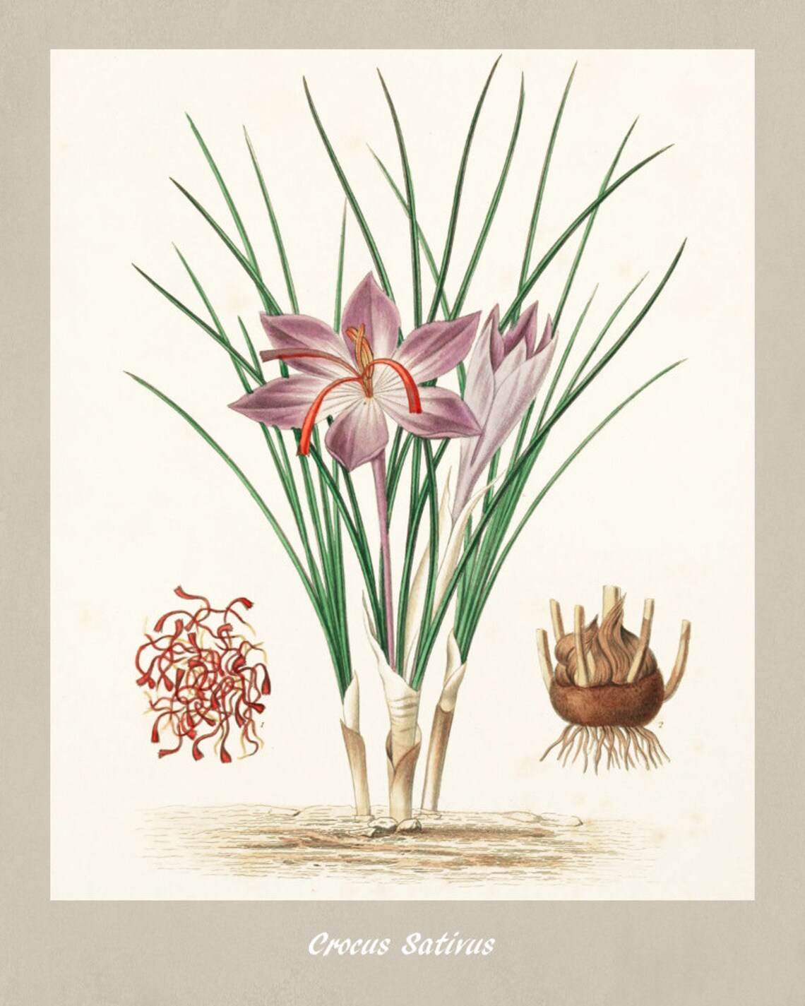 Saffron Botanical Print Illustration Kitchen Wall Art Poster - Etsy