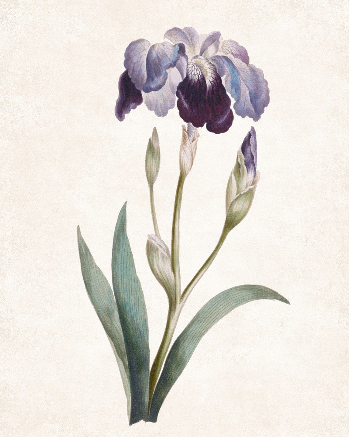 Blue Flower Prints Botanical Art Set of 6 Posters - Etsy