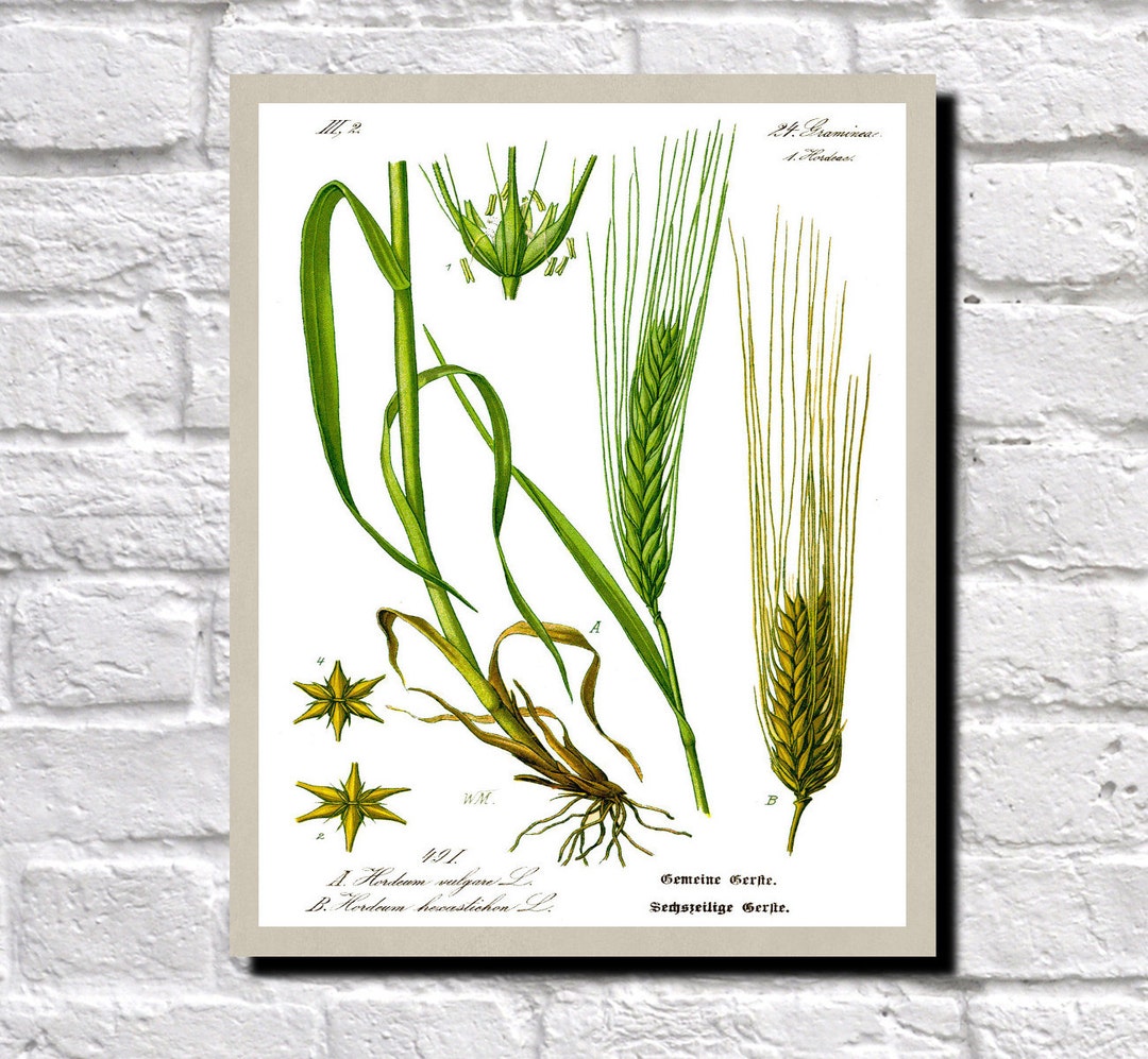 Barley Illustration, Vintage Botanical Plant Print 0518 - Etsy