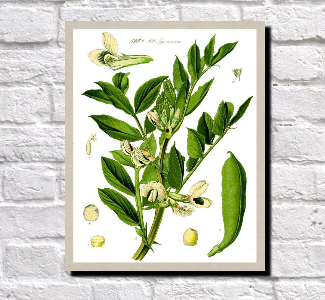 Broad Bean Illustration Botanical Print 0540 - Etsy