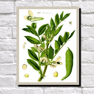 Broad Bean Illustration Botanical Print 0540 - Etsy