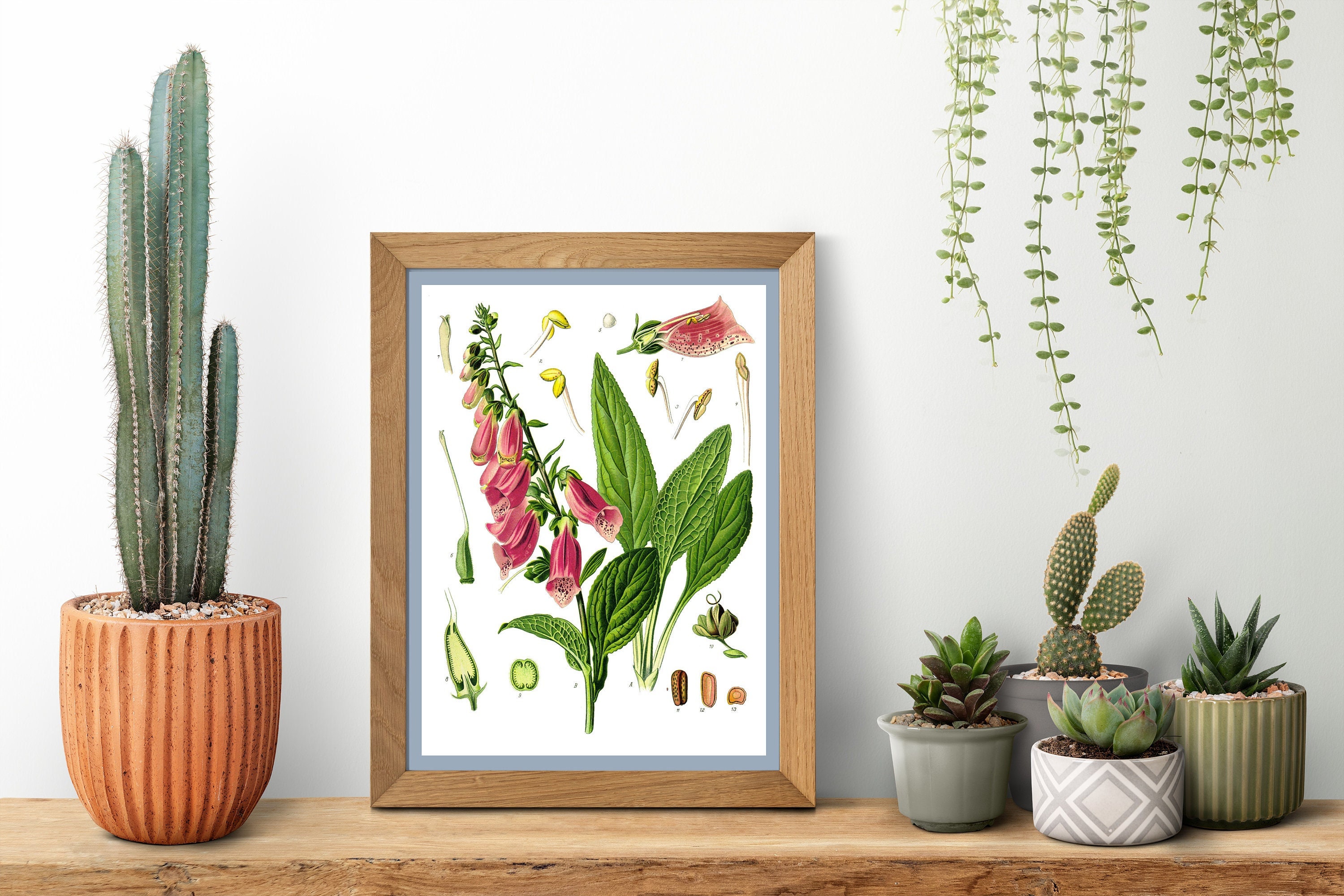 Digitalis Purpurea Drawing