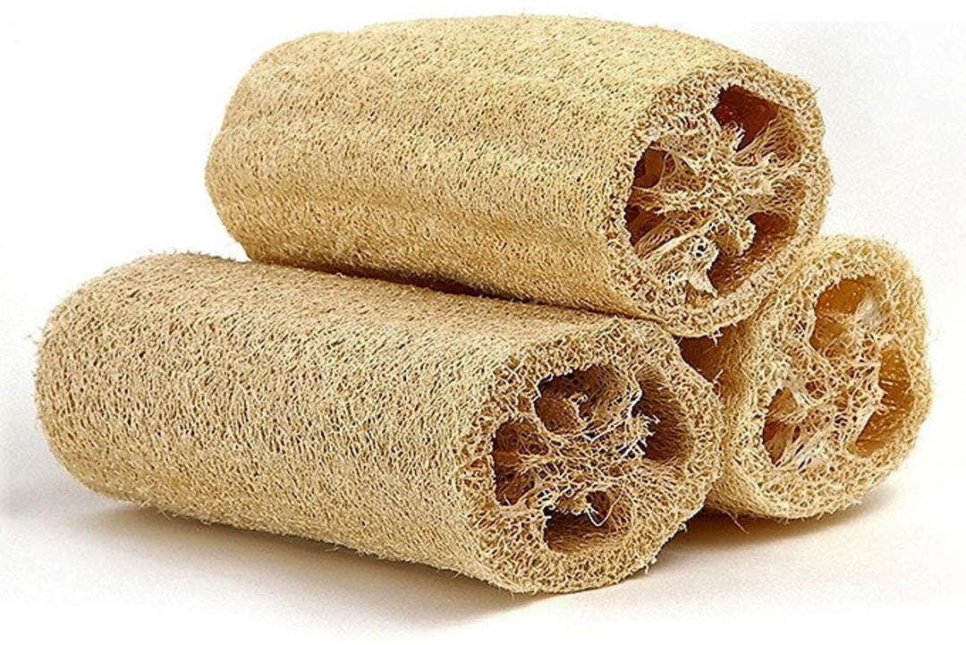 Luffa Seeds Long Smooth luffa Cylindrica Sponge Gourd - Etsy Ireland