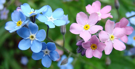 Forget Me Not Seeds Mix Colors Flower Myosotis Sylvatica | Etsy