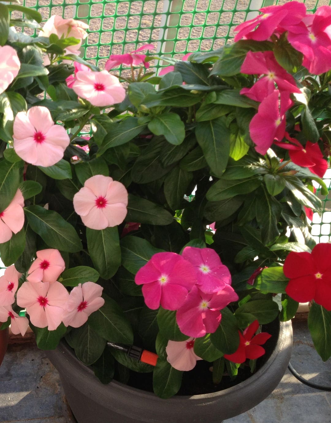 Vinca Periwinkle Mix Flower Fresh Seeds From Europe 0.20gr - Etsy Canada