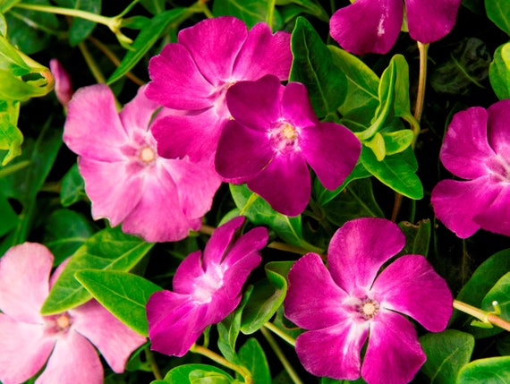 Vinca Minor Pink