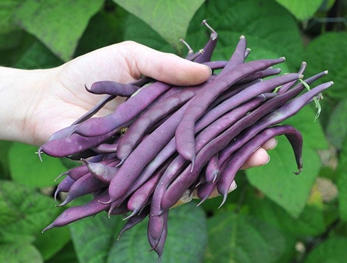 Purple Podded Pole Beanskids Favorite Vigorous Climber - Etsy