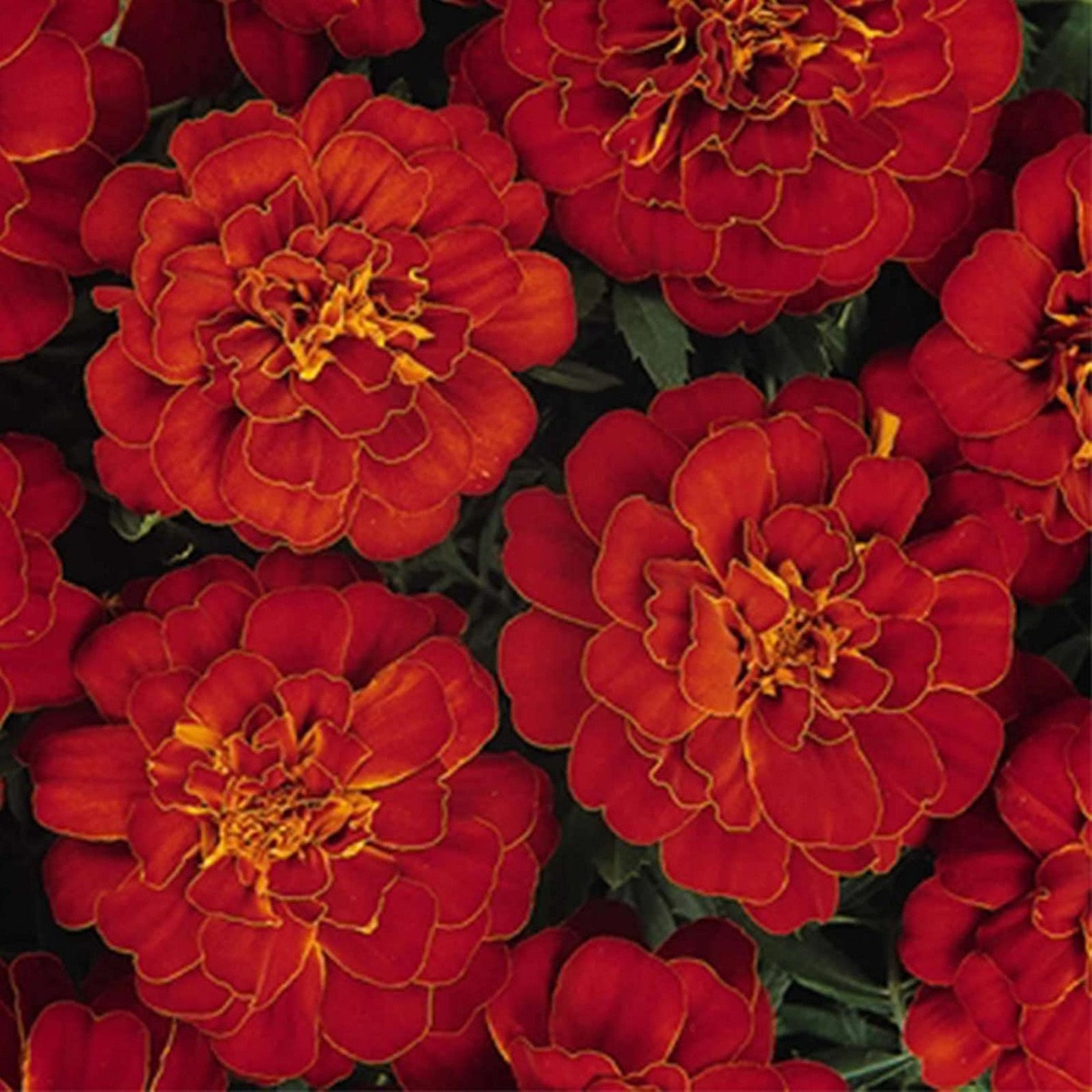 Dwarf Marigold Red Seeds Small Red Colors Fresh seeds from | Etsy