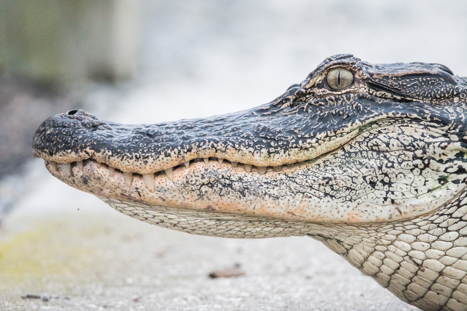 Close-up Alligator Photograph, Alligator Portrait, Alligator Head ...