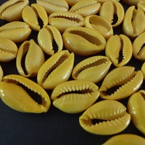 20-25mm Painted Natural Cowrie Shell Beads, Undrilled Spiral Shell ...