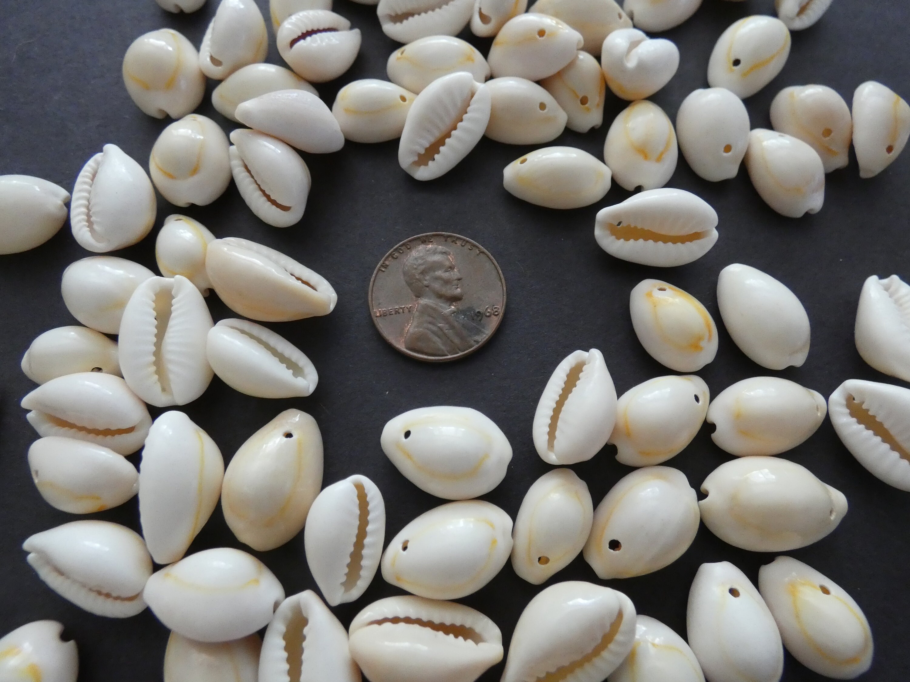 10-16mm Natural Cowrie Shell Beads Dyed Spiral Shell White - Etsy Australia